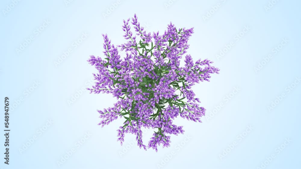 Lavender flower on a white background 3D animation, Flowering shrubs ...