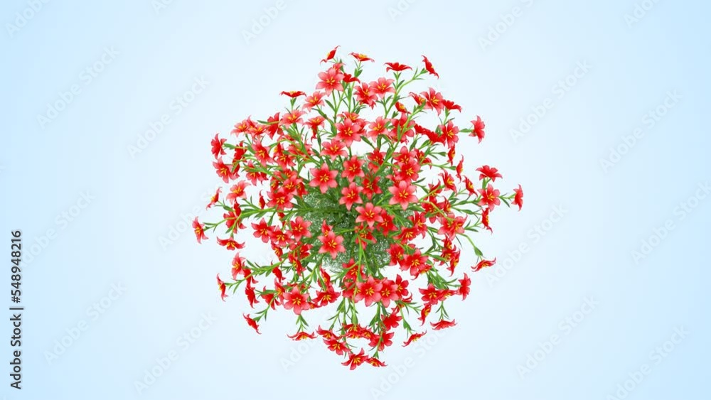 Lilium flower on a white background 3D animation, Flowering shrubs ...