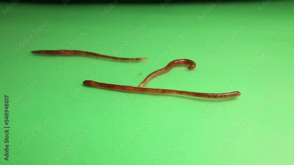 Vidéo Stock Earthworms crawl on green background. ِAlso called red worm ...