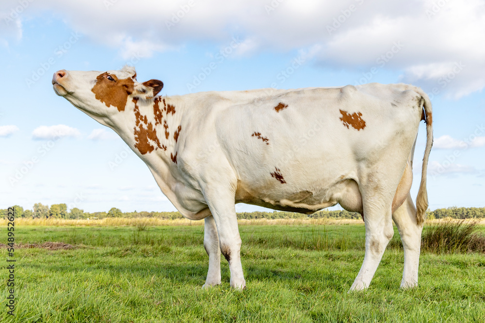 Cow does moo with her head uplifted, wailing and heckling, full length ...