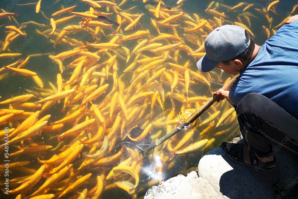 Trout farm. Breeding golden, rainbow species. Fish farming in ...