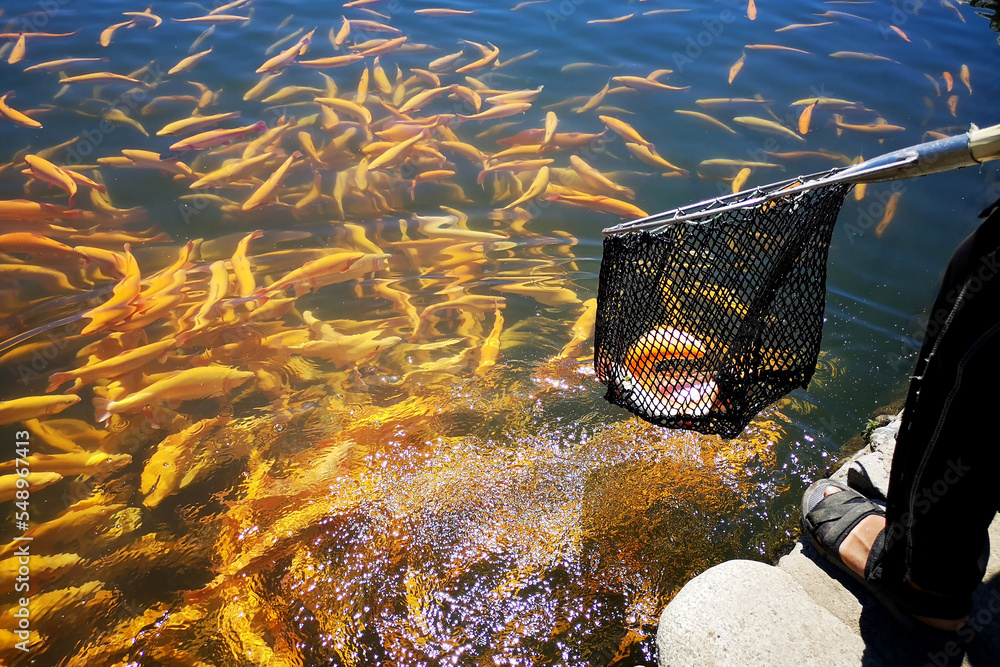 Trout farm. Breeding golden, rainbow species. Fish farming in ...