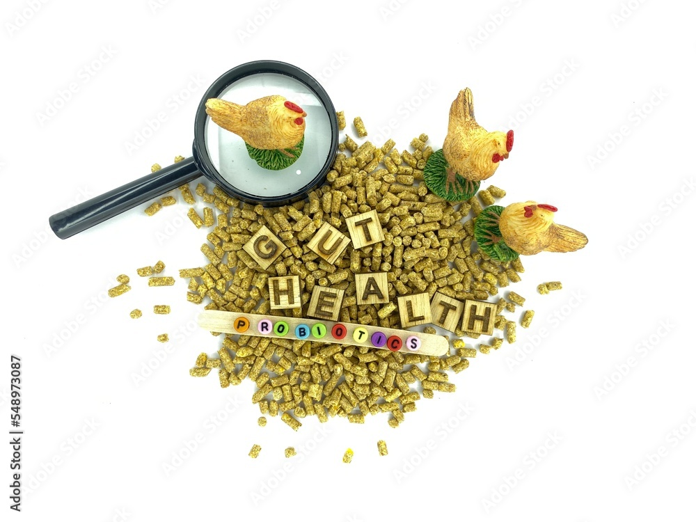 CONCEPT, GUT HEALTH for Poultry and chicken, Healthy intestine with ...