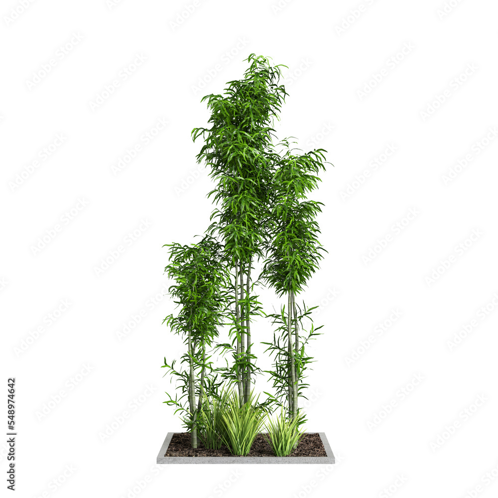 3d illustration of bamboo tree isolated on transparent background Stock ...
