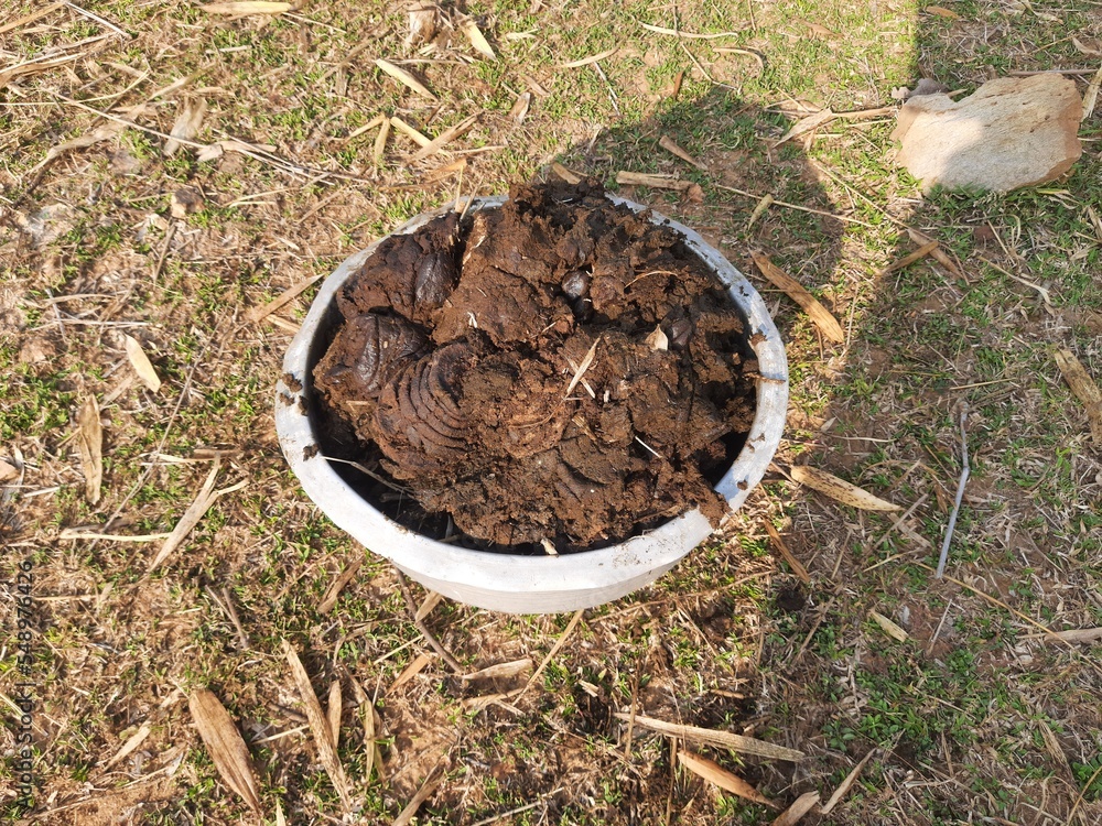 Cow Dung in basket. cow dung can be used as organic manure. It used as ...