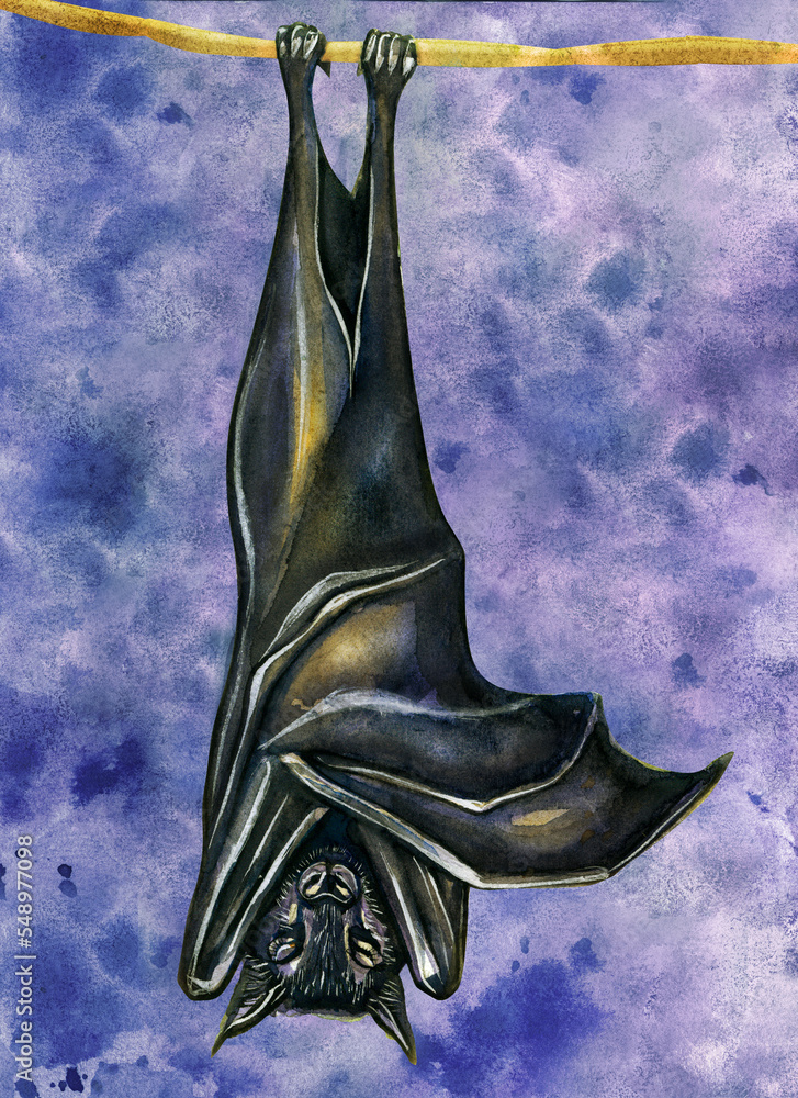 Drawing of a bat hanging on a branch. Watercolor drawing of animals ...