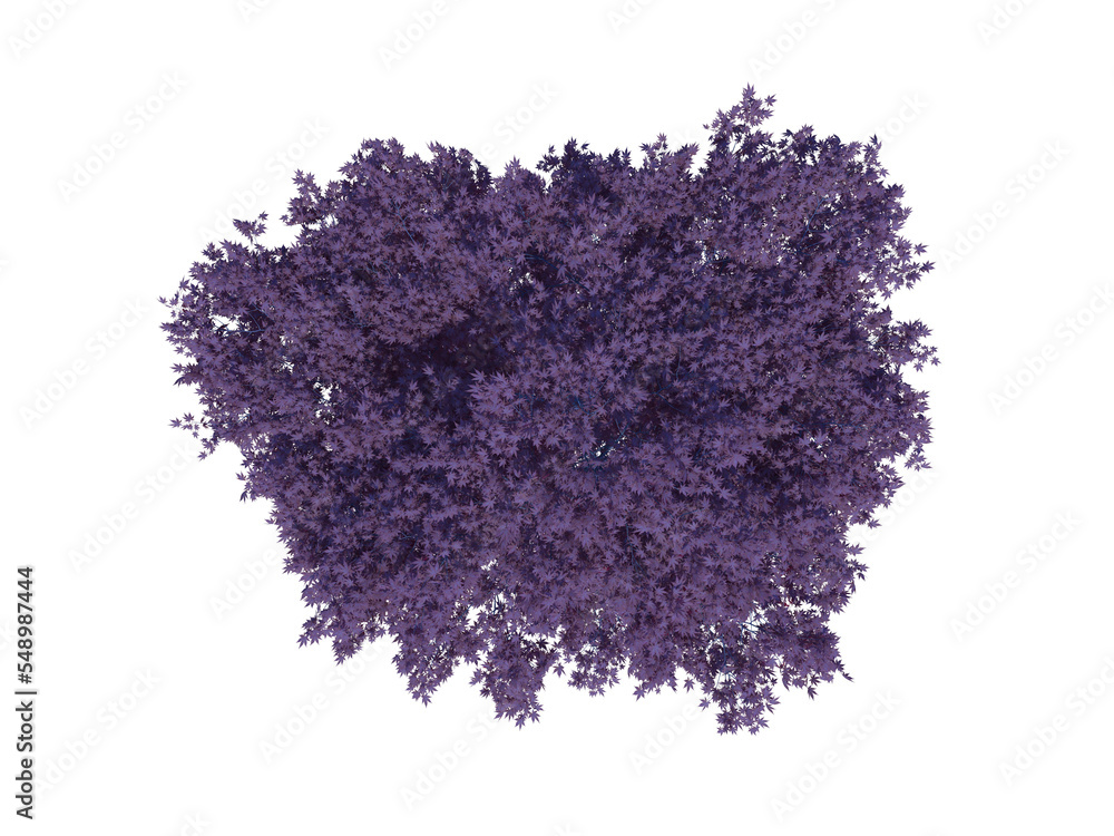 Palmate Maple png alpha top view tree Stock Photo | Adobe Stock