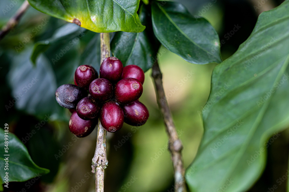 Fungus in plants destroys coffee beans. Coffee beans are severely ...