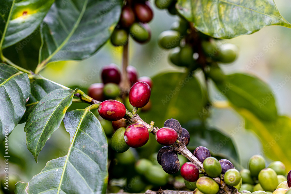 Fungus in plants destroys coffee beans. Coffee beans are severely ...