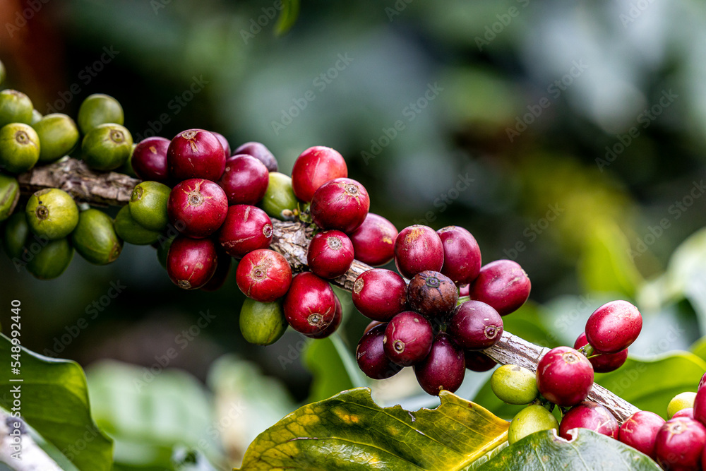 Fungus in plants destroys coffee beans. Coffee beans are severely ...