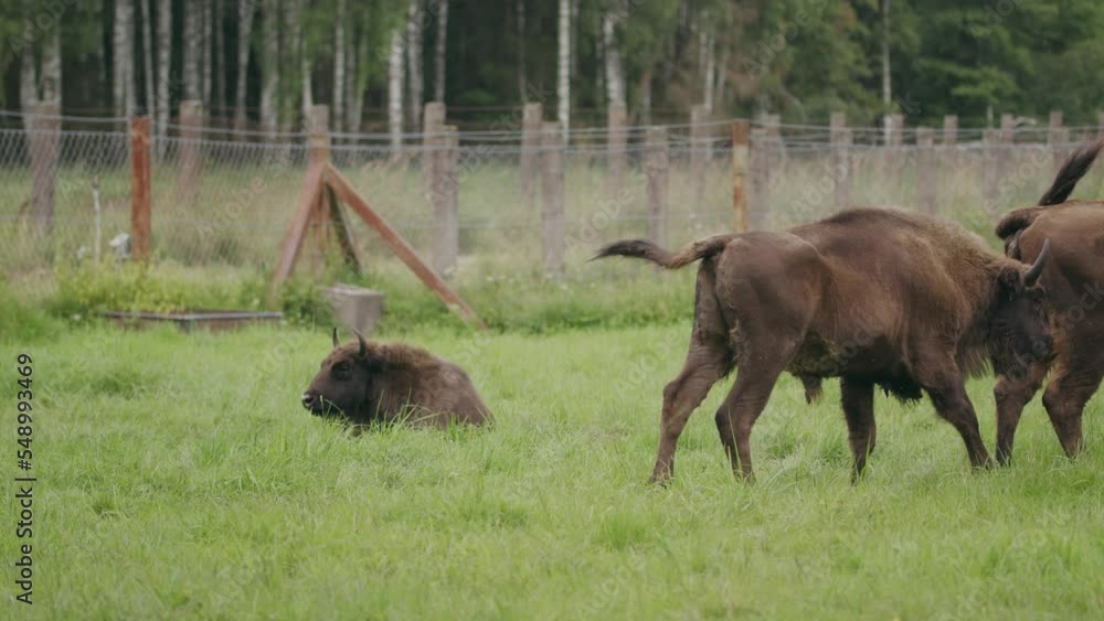 Bison wave tails to repel annoying flying bugs in woodland setting ...
