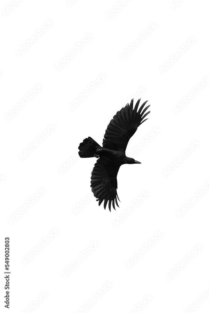Photo & Art Print A crow flying in the sky png images, Gunn