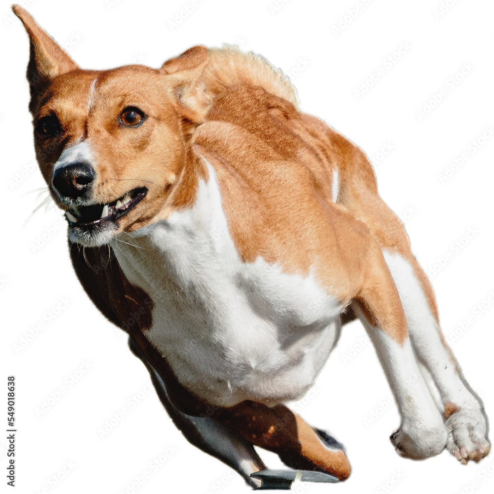 Running Dog White Background