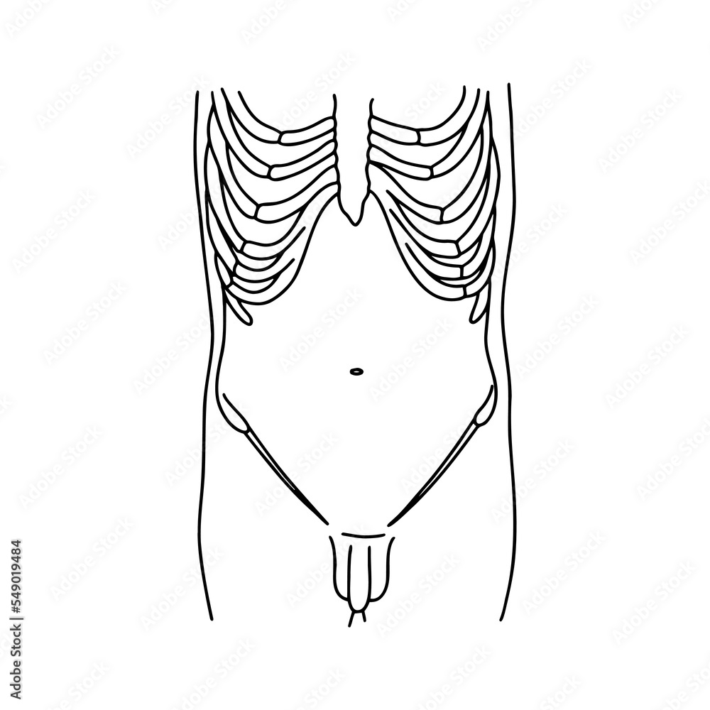 Anatomical illustration of the human abdominal region. Outline ...