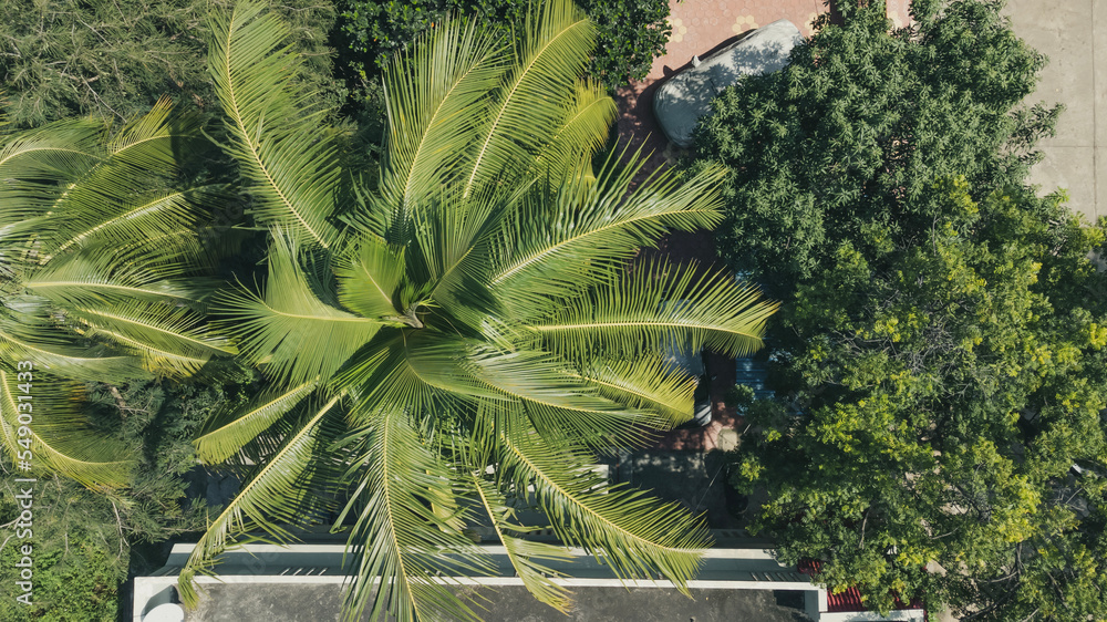 coconut tree view from the top- Drone Photography - Indian Village ...
