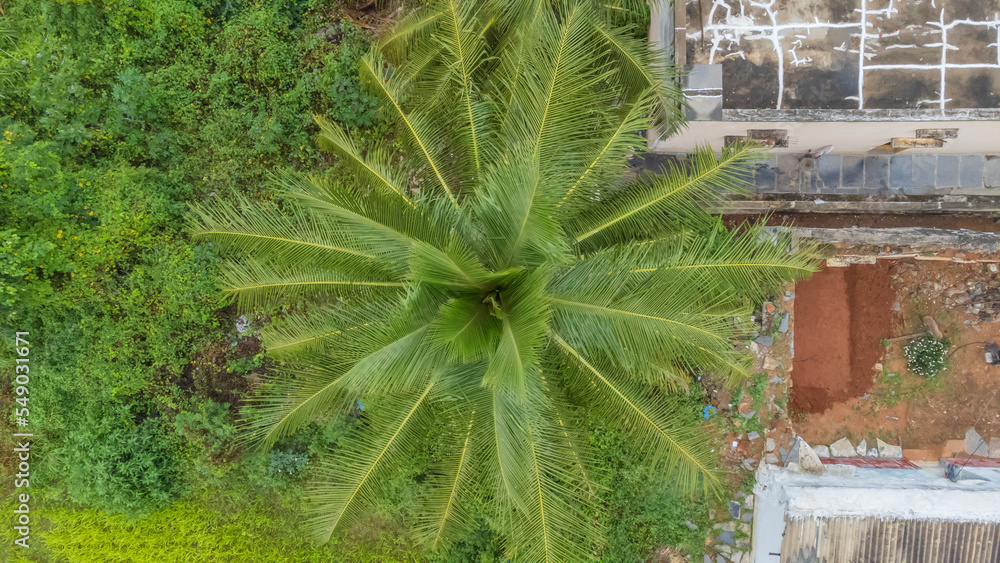 coconut tree view from the top- Drone Photography - Indian Village ...