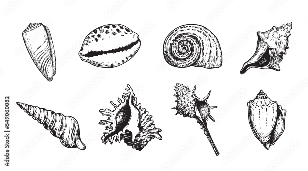 Hand drawn seashells set. Various sea shells types. Best for using in ...