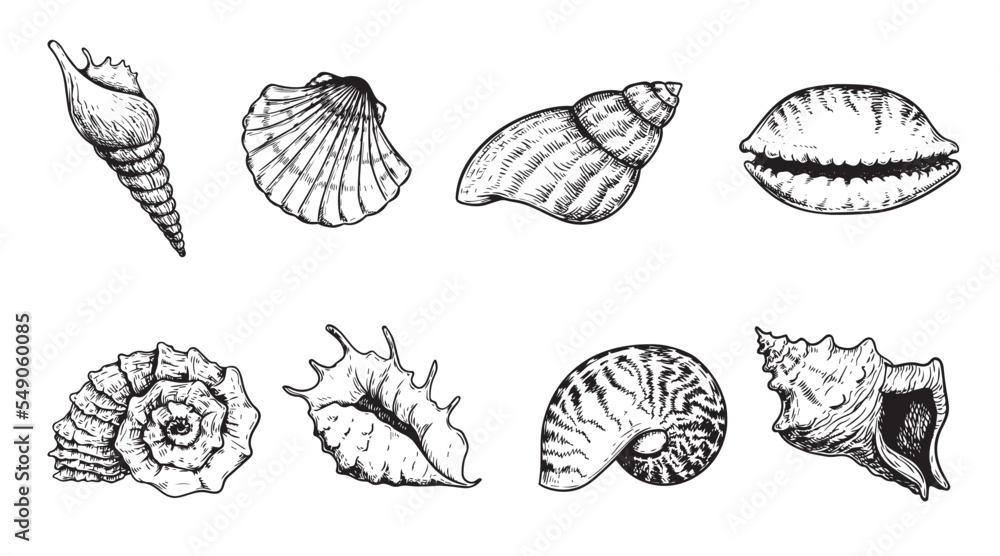 Hand drawn seashells set. Various sea shells types. Best for using in ...