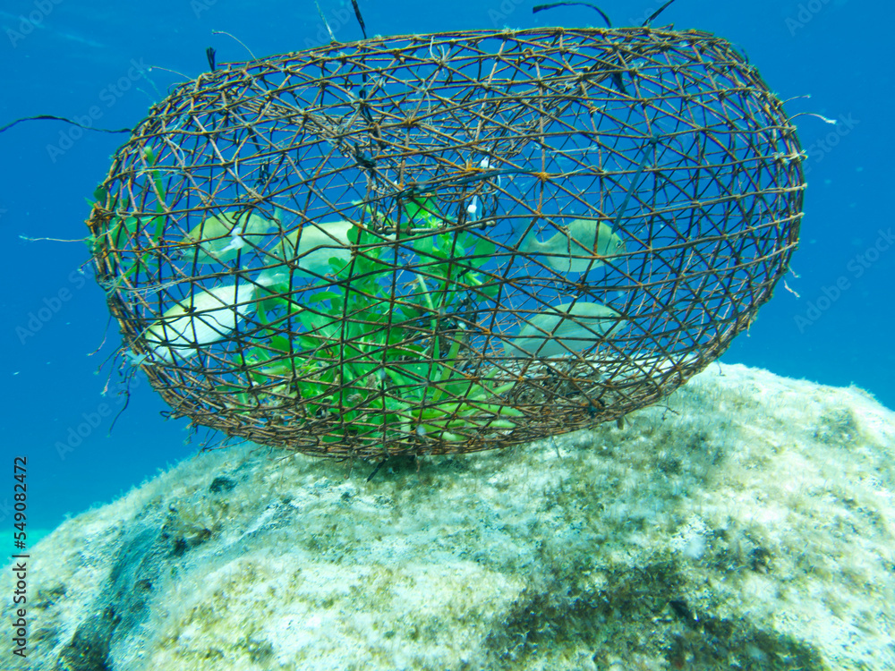 Fish trap placed on a rock with dusky spine foot fish Stock Photo ...