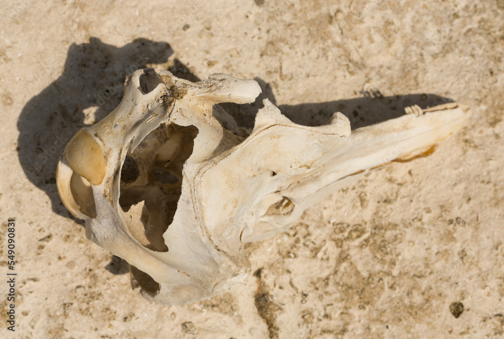 Decomposition of the corpse of a Black Sea dolphin. The skull of a ...
