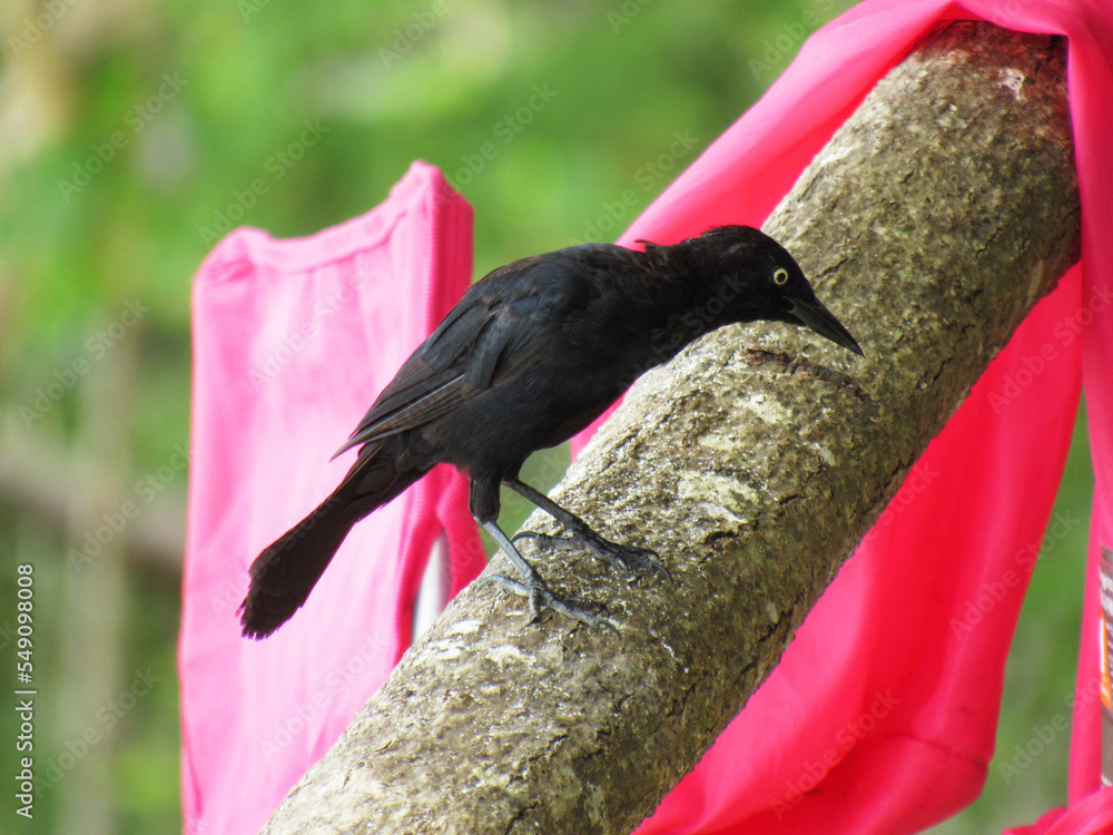 portia, portia tree, indian tulip tree, puerto rico, beach, beach tree ...