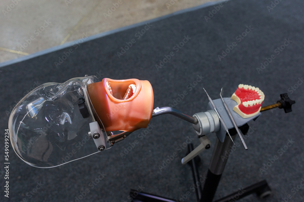 An oral cavity simulator with teeth for teaching dental students ...