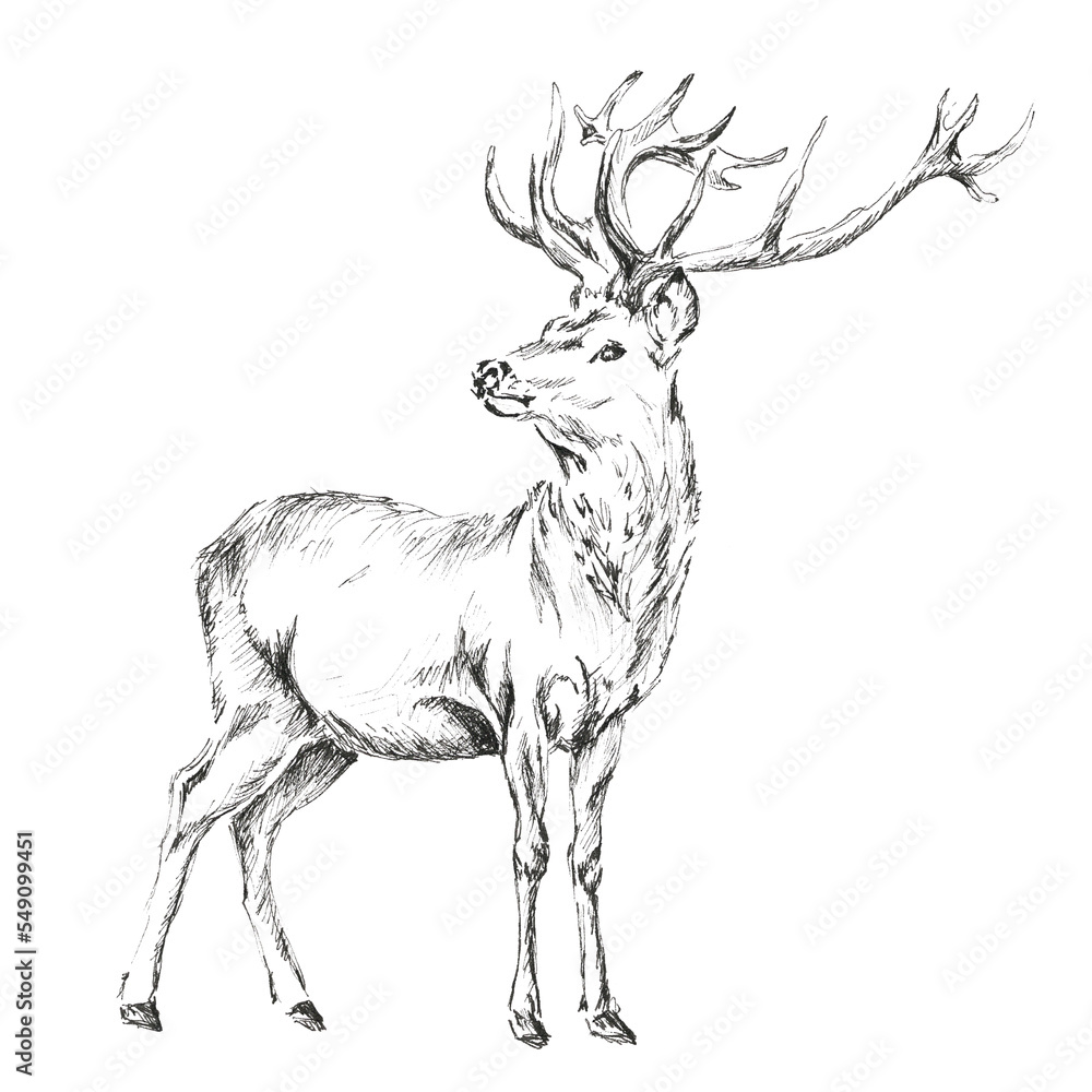 Pencil (ink) drawing of a red deer (Cervus elaphus) isolated on white ...