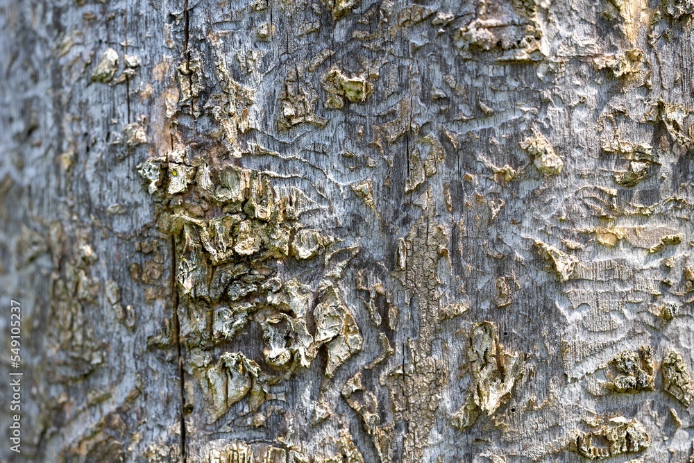 Vertical closeup of a tree stump texture- can be used for backgrounds ...