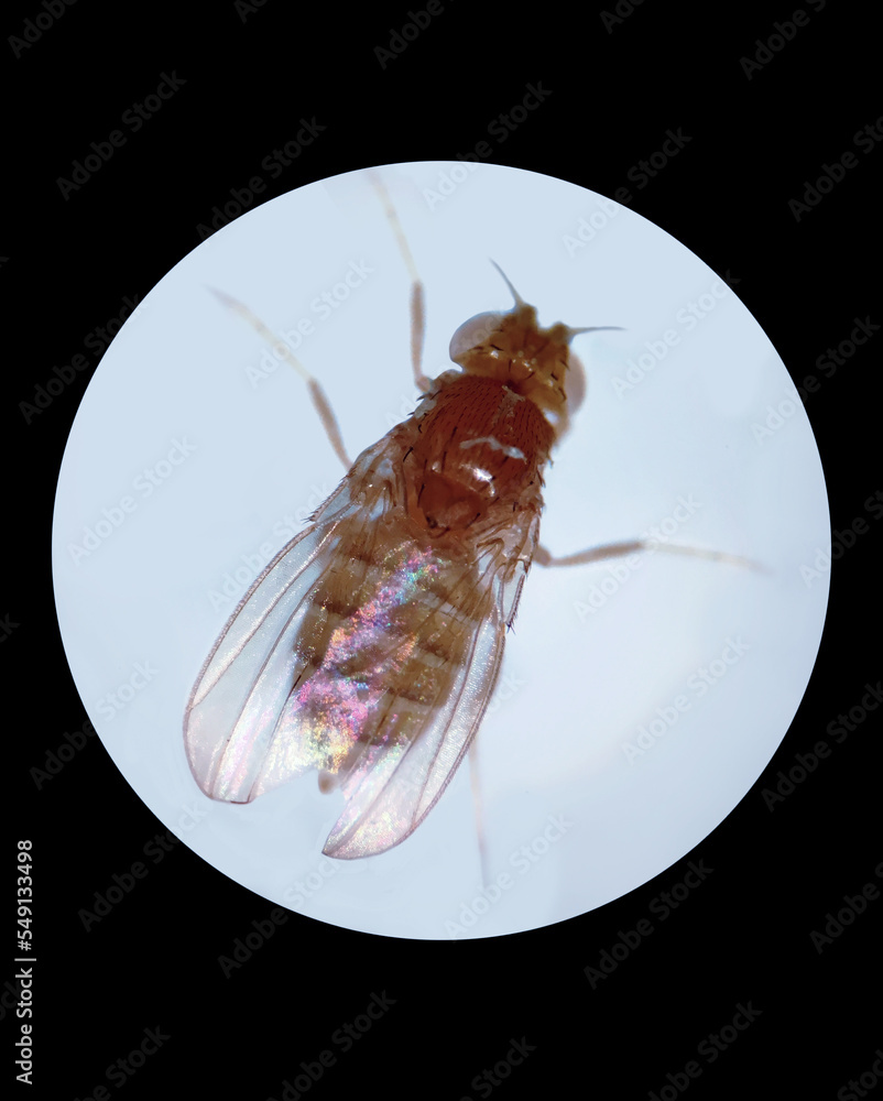 Fruit fly (D. melanogaster) under the microscope: yellow and white eyes ...