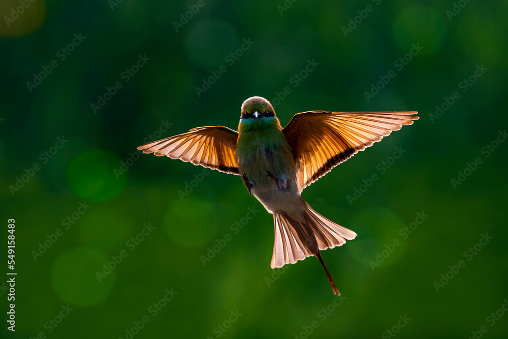 beautiful bird in flight against the light with span of wings ...