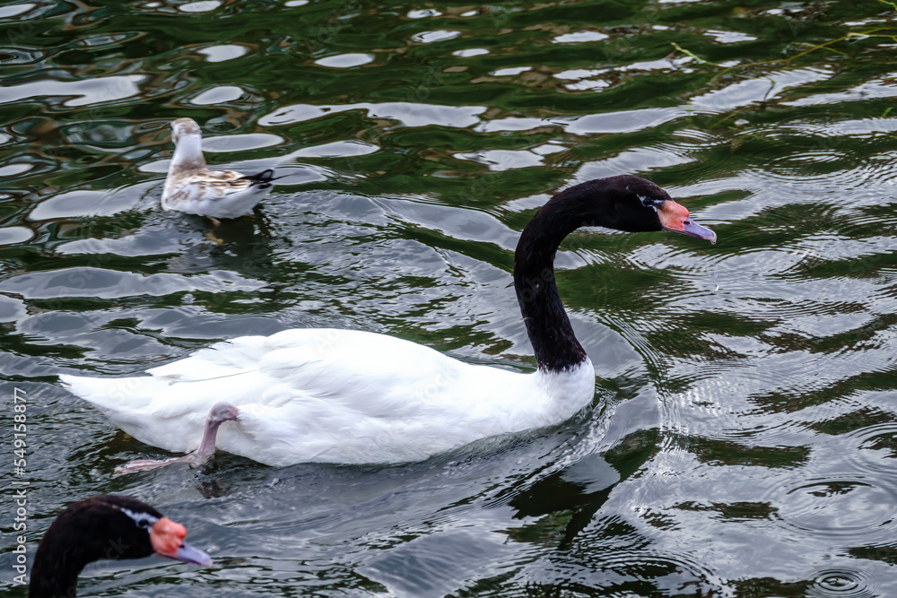 The black-necked swan, Cygnus melancoryphus, is a swan that is the ...