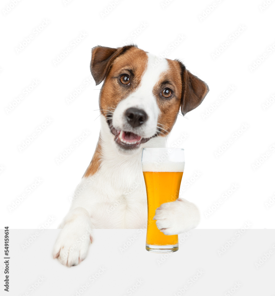 Jack russell terrier puppy with light beer peeking above white banner ...