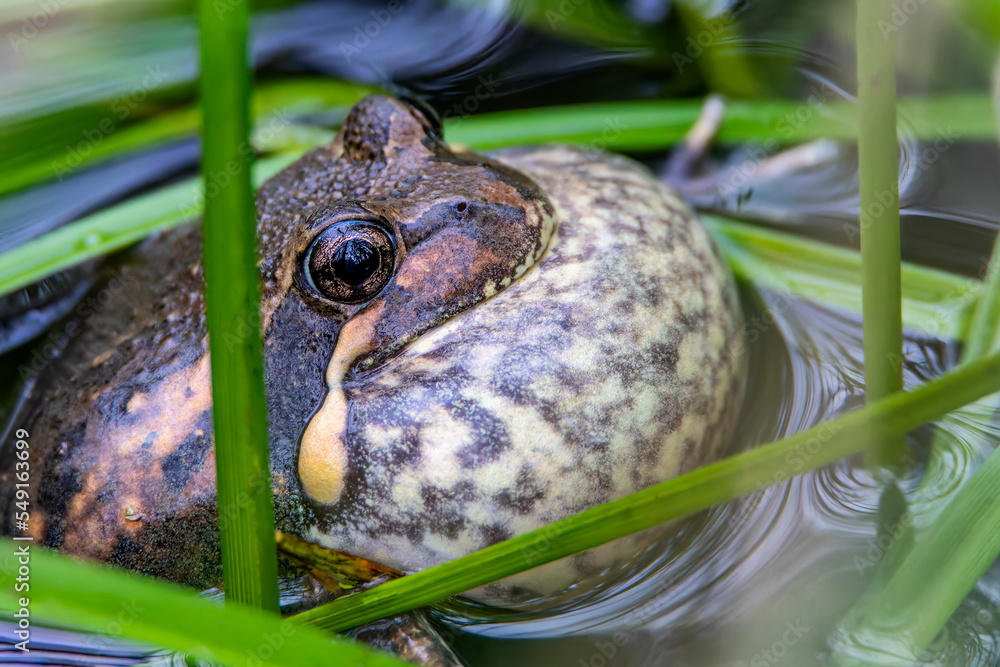 Eastern Banjo Frog (Limnodynastes dumerilii) also known as Pobblebonk ...