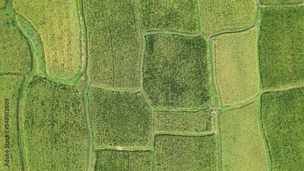 View from above of the rice fields, rectangles with rounded borders of ...