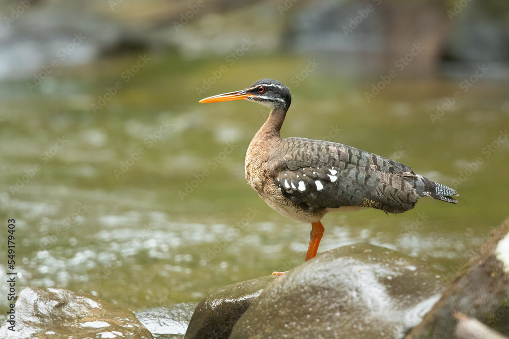 Sunbittern (Eurypyga helias) is a bittern-like bird of tropical regions ...
