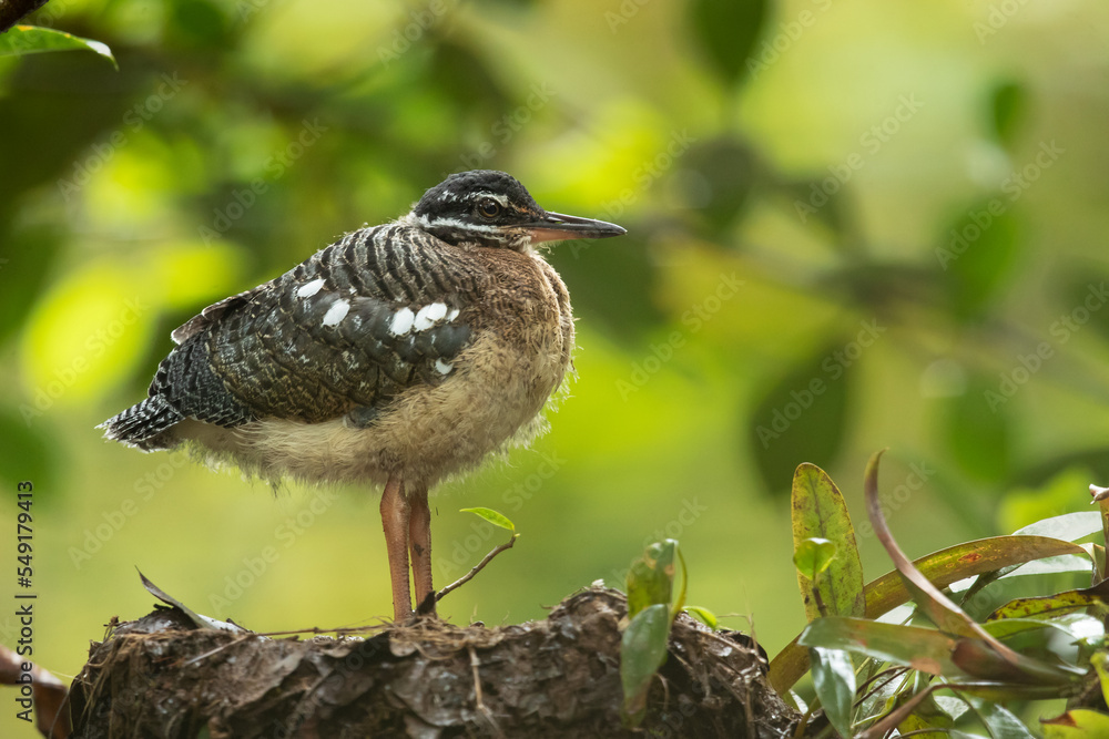 Sunbittern (Eurypyga helias) is a bittern-like bird of tropical regions ...