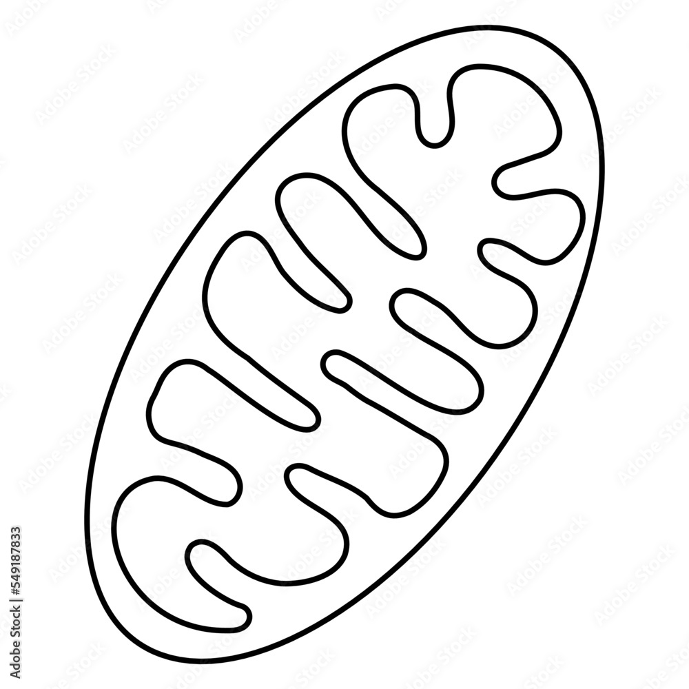 Mitochondria. Modern minimal black thin line vector icon isolated on ...