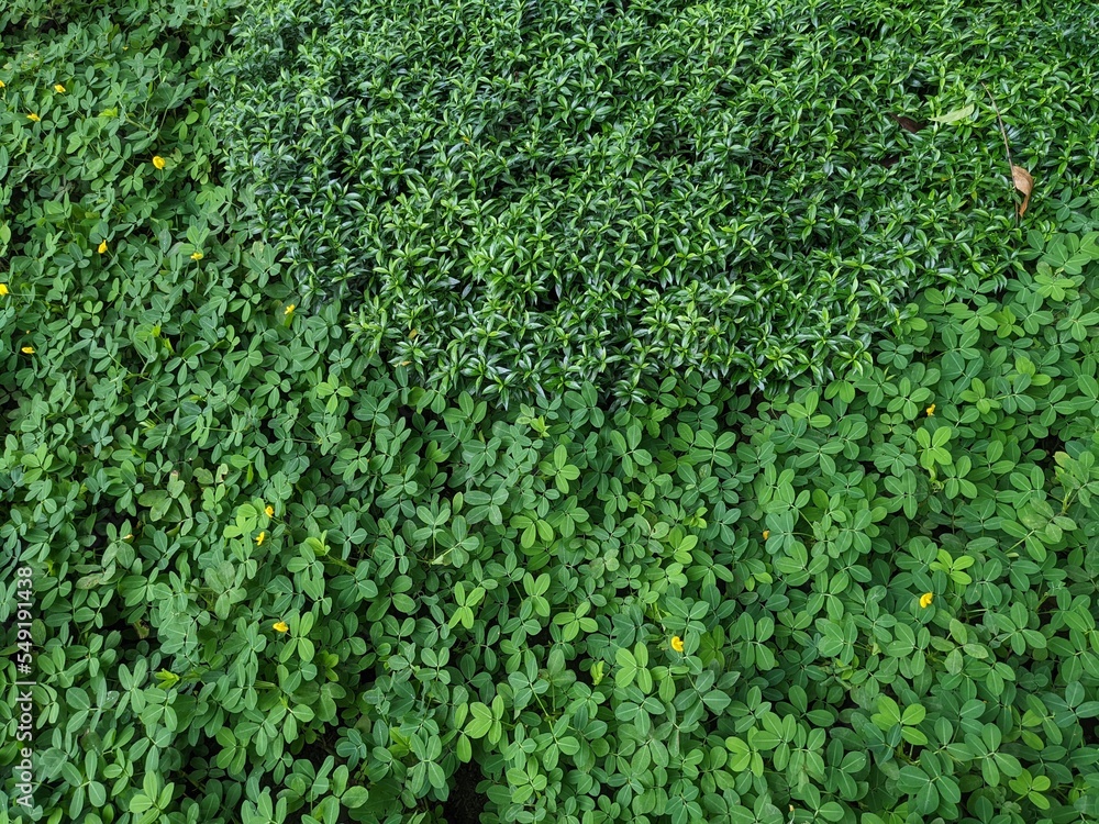 Close up photo of texture of green leaf on the "Taman Indonesia Kaya ...