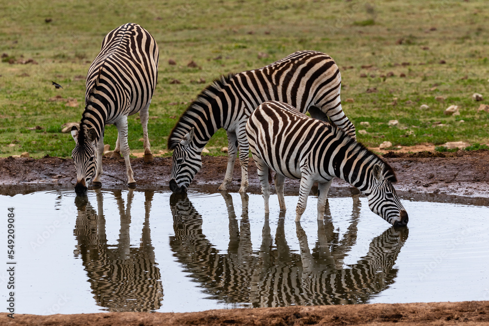 Three zebras drinking water with their reflections in the water Stock ...