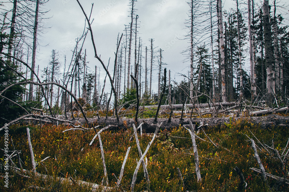 future generation futuristic forest with dead gnarled bare trees Stock ...