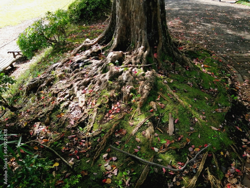 木の根元に張った木の根 Stock Photo | Adobe Stock