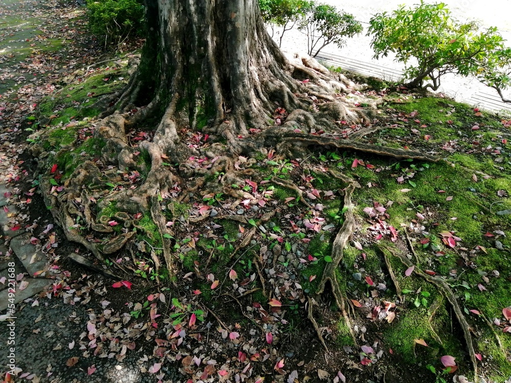 木の根元に張った木の根 Stock Photo | Adobe Stock
