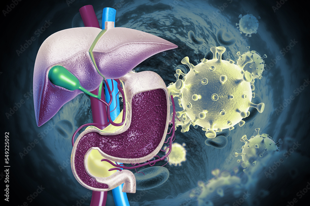 Anatomy of Liver stomach pancreas and gallbladder on medical background ...