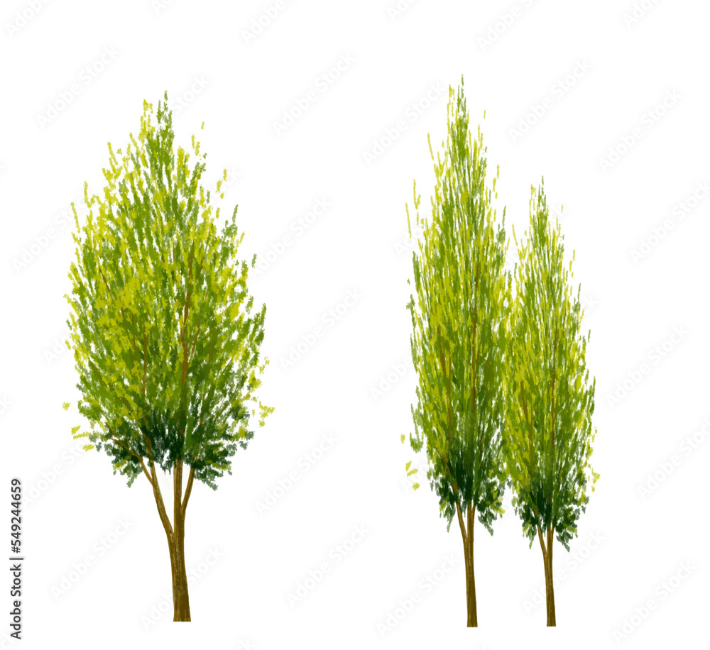 Vector watercolor of pine tree side view isolated on white background ...