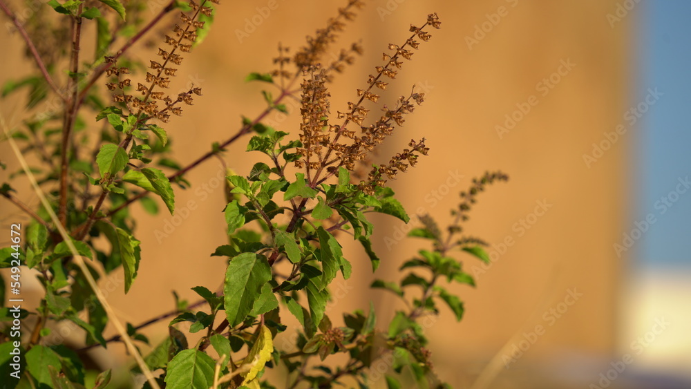 Tulsi or Holy basil tree in garden outdoor on sunny day black ...