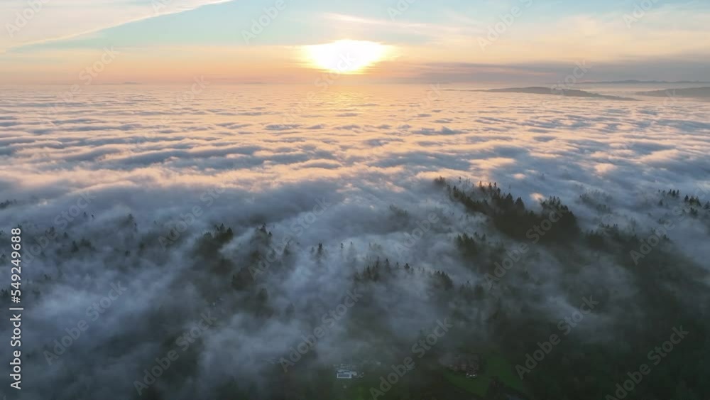 As dusk begins to fall, dense fog rolls over cedar and fir trees ...