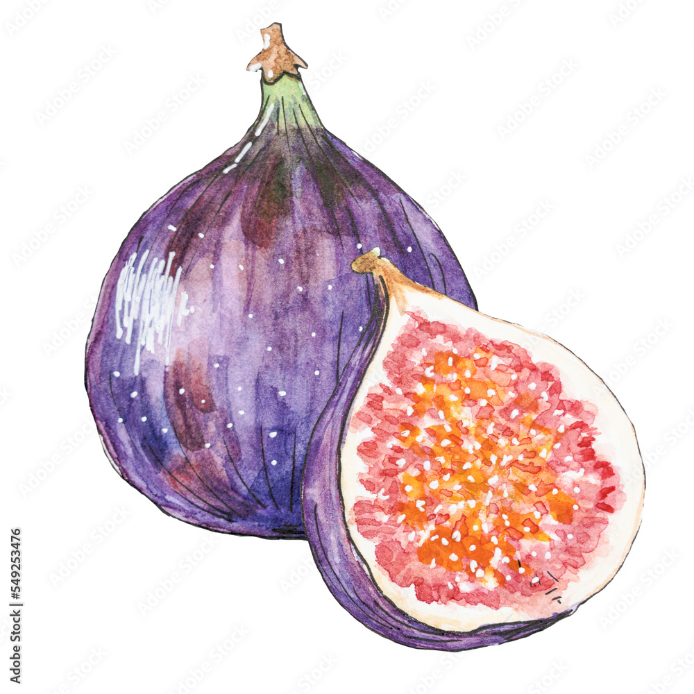 Fig fruit illustration. Whole fig and half of the fig fruit with seed ...