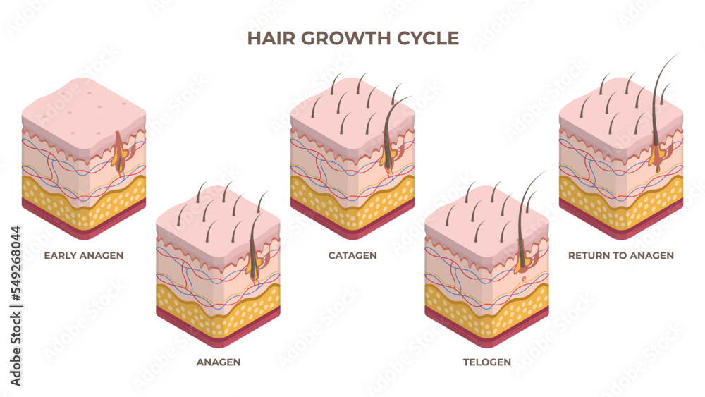 Isometric hair growth cycle, anagen, telogen, catagen phases. Human ...