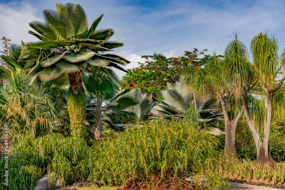 Singapore Botanical Gardens with different types of palm trees. The ...