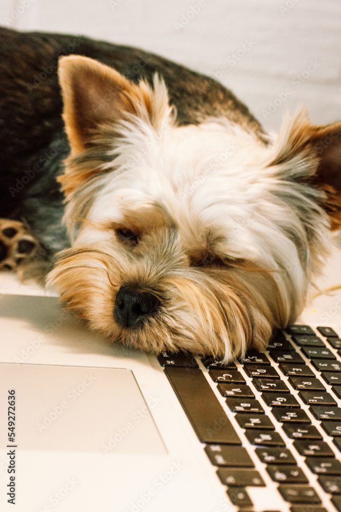 Portrait of funny pet little brown dog lying sleeping on a laptop ...